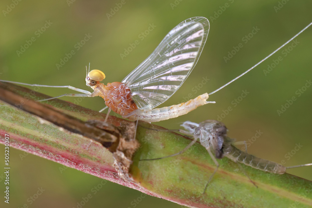Macro of a small mayfly resting on a blade of grass. Mayflies are ...