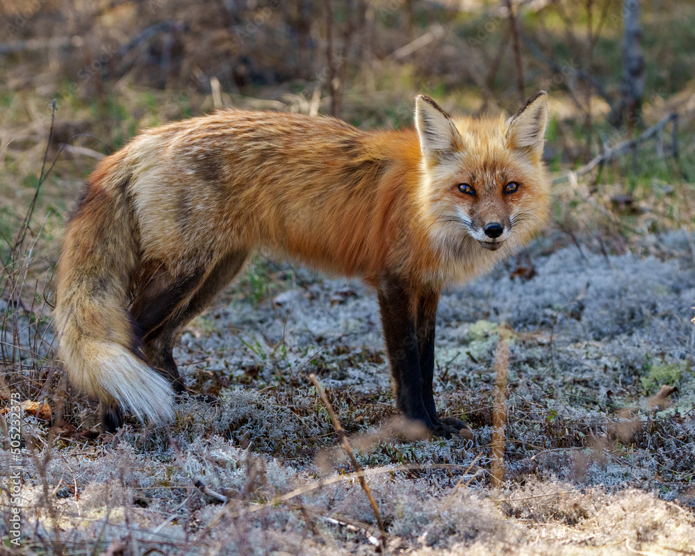 Red Fox Photo and Image. Fox close-up side view standing on moss with a ...