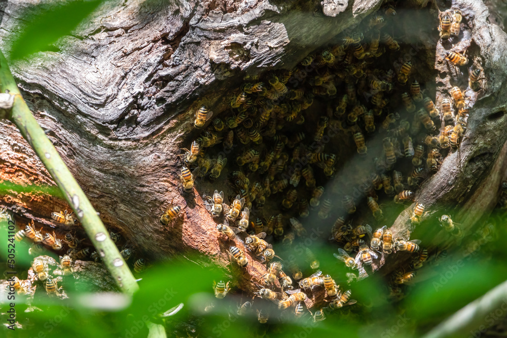 bees on the tree Stock Photo | Adobe Stock