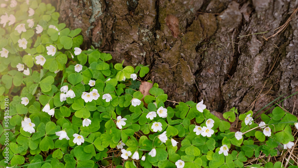 oxalis grows in the forest under a tree. natural superfood. white ...