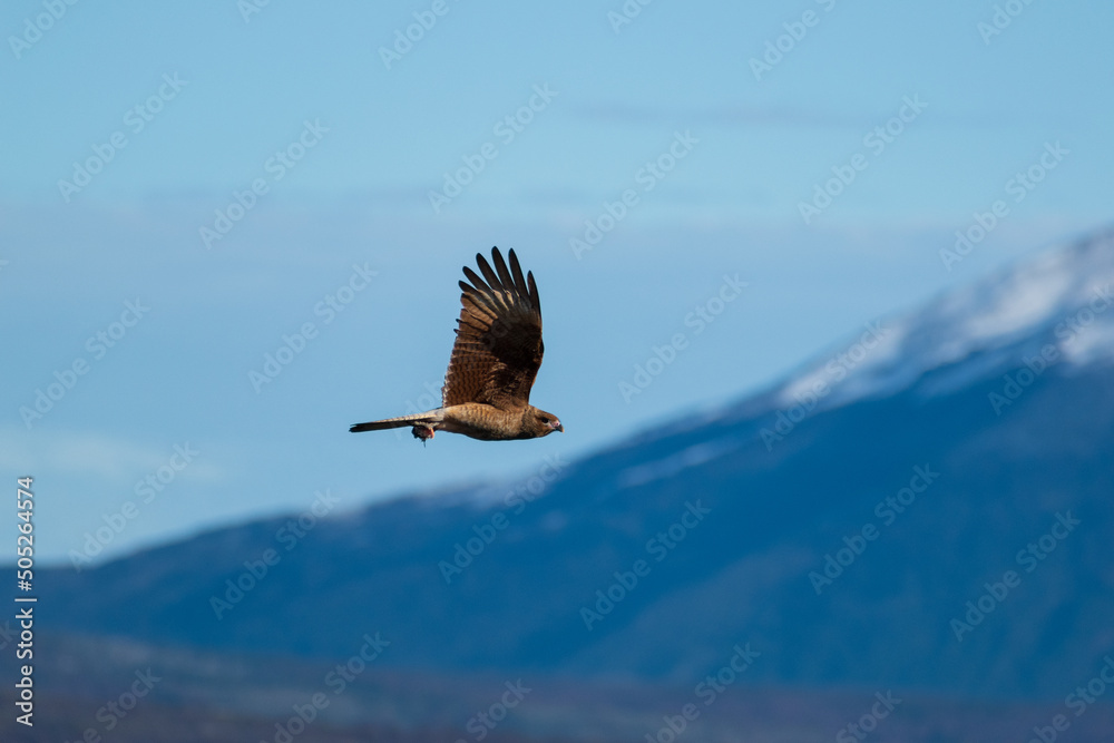 ave chimango o tiuque patagónico sobrevolando las aguas azules marinas ...