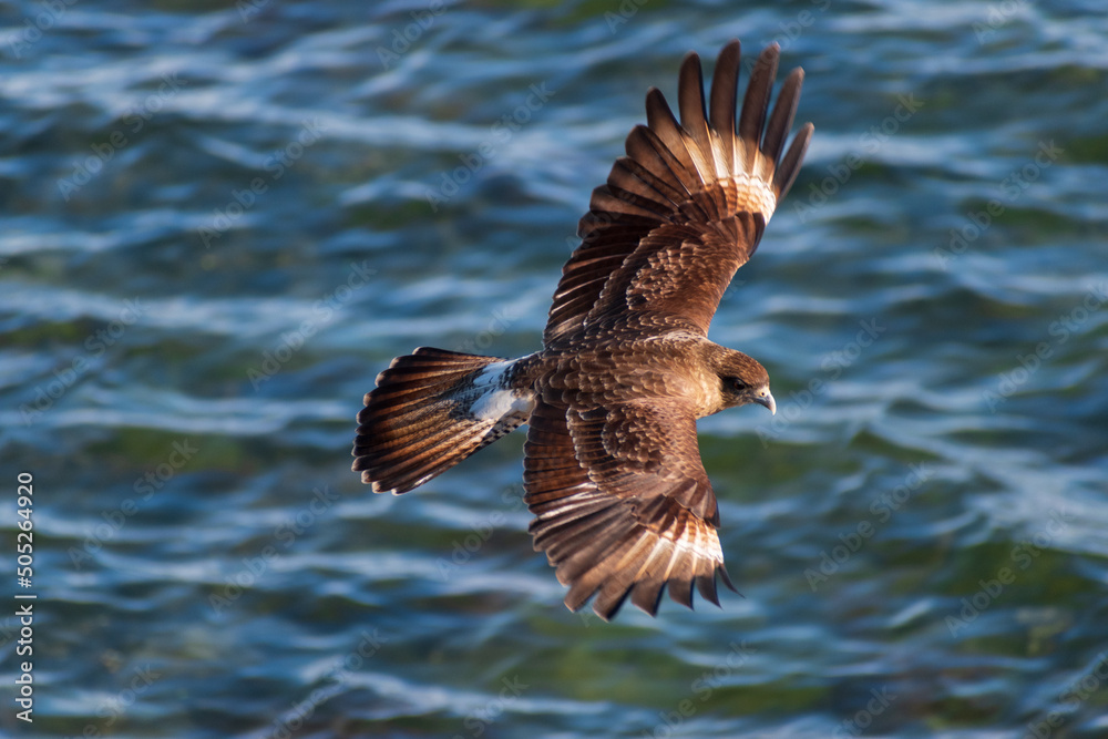 ave chimango o tiuque patagónico sobrevolando las aguas azules marinas ...