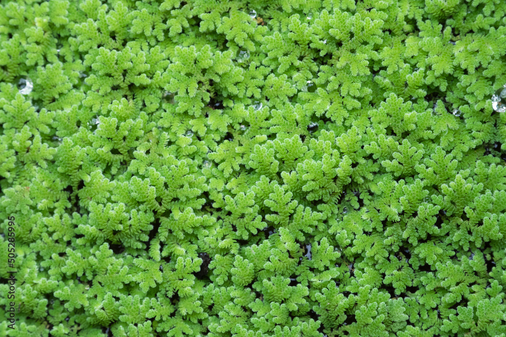 green floating Azolla Pinnata or Azolla microphylla at organic farm ...