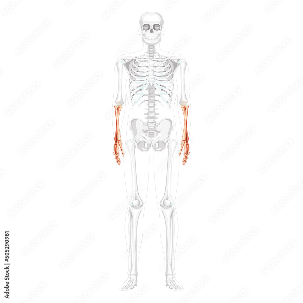 Skeleton Forearms Human ulna, hand front front Anterior ventral view ...