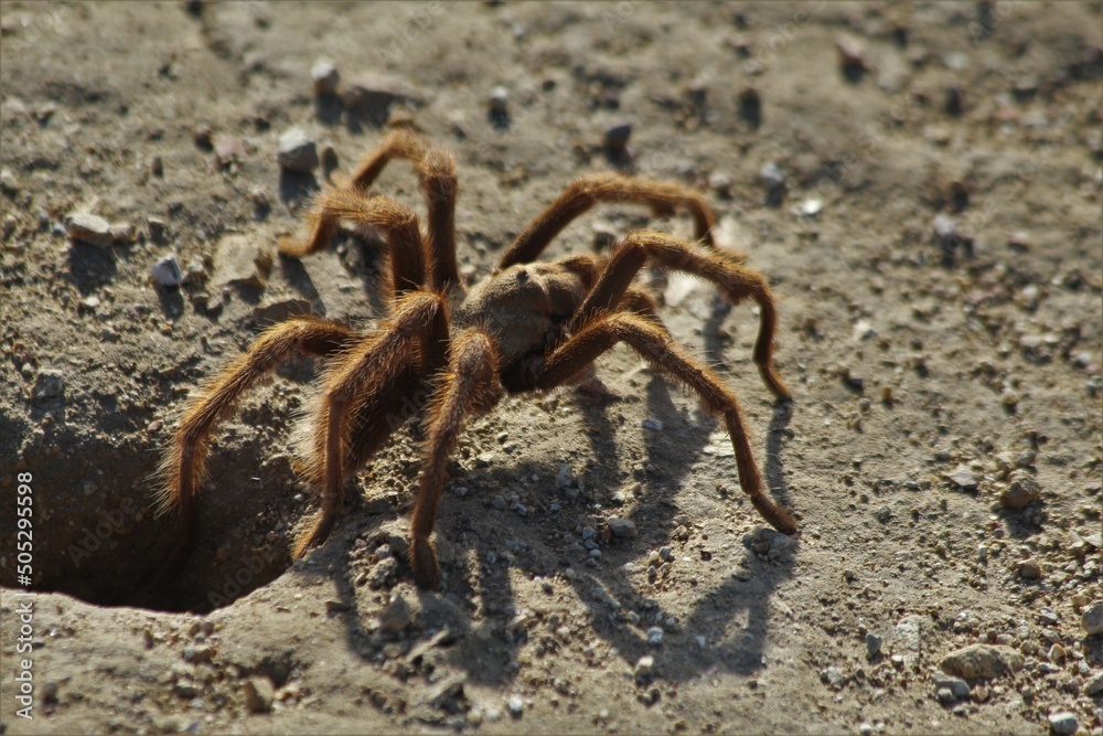 Tarantula (Aphonopelma sp.) emerging from a burrow Stock Photo | Adobe ...
