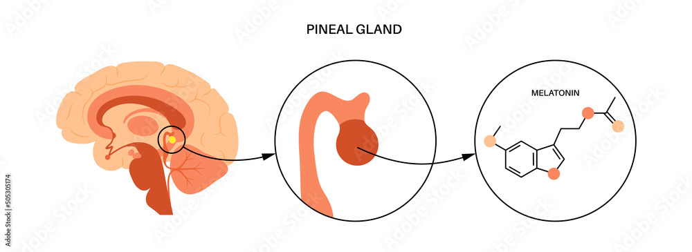 Pineal gland anatomy Stock Vector | Adobe Stock