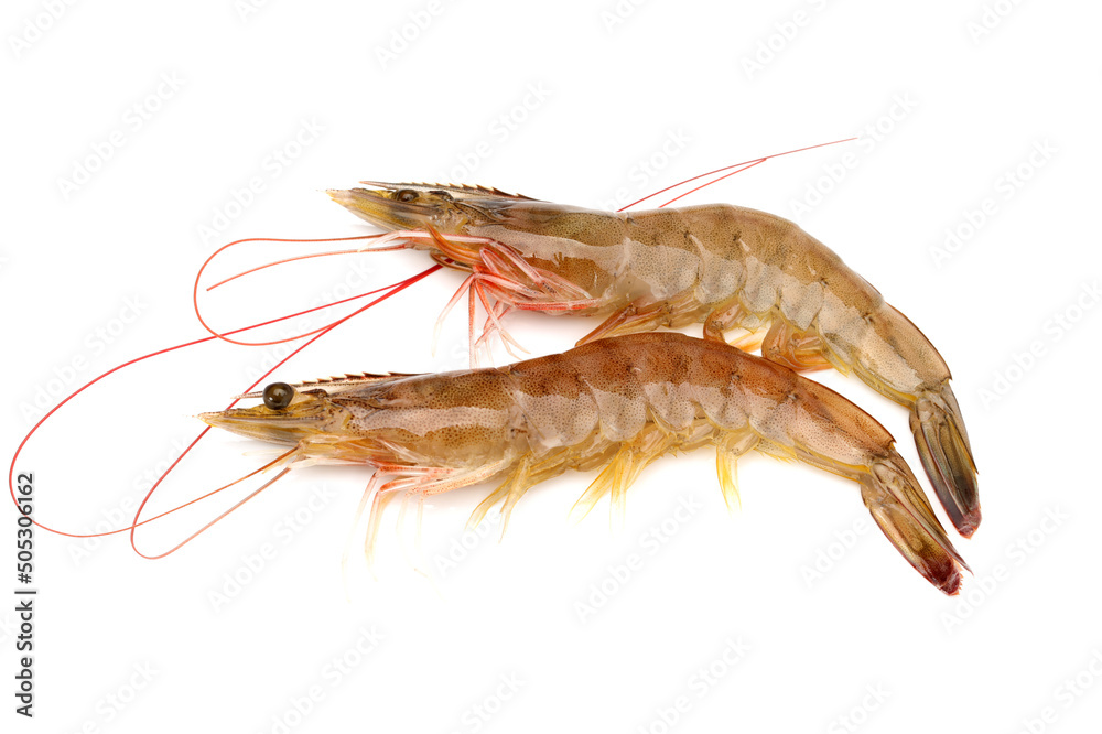 Raw shrimp isolated on white background Stock Photo | Adobe Stock