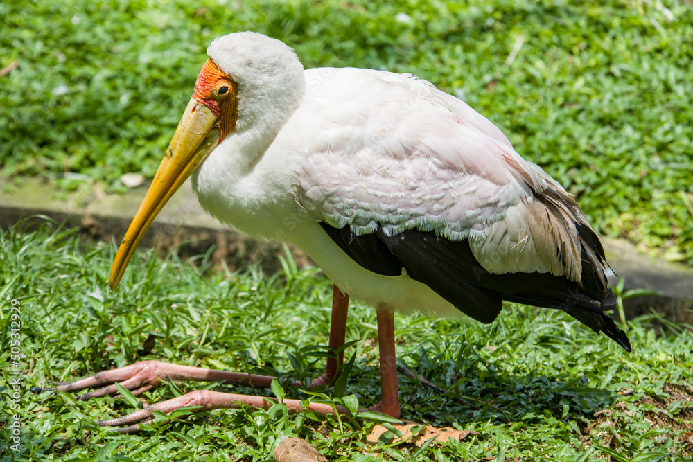 The yellow-billed stork (Mycteria ibis) is a large African wading stork ...