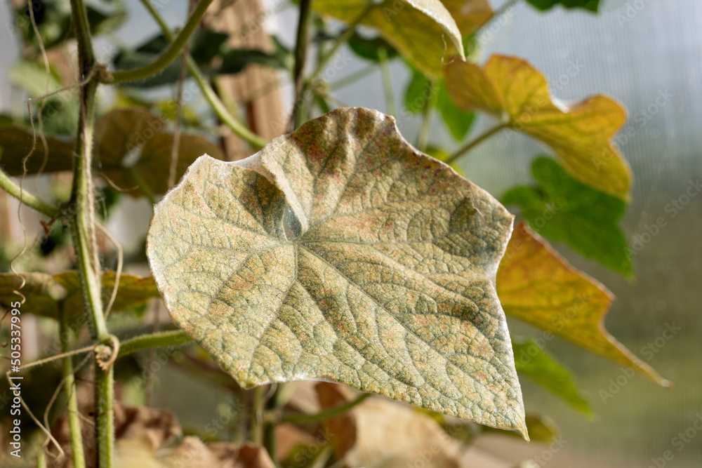 Spider mite colony. Tetranychus on cucumber plant covered with ...