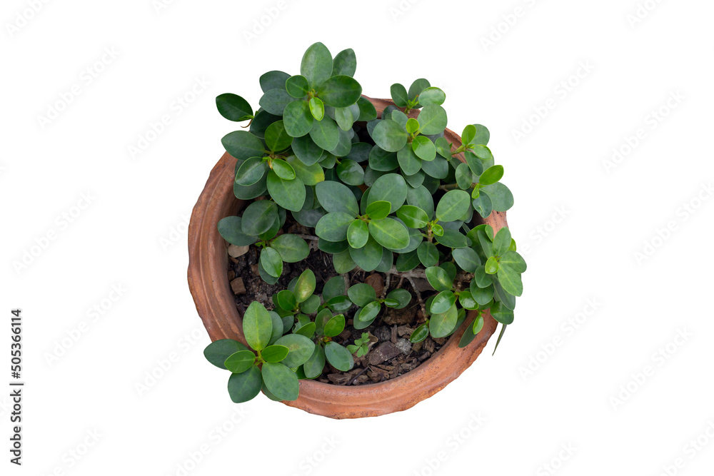 Top view of Ficus microcarpa in pot isolated on white background ...