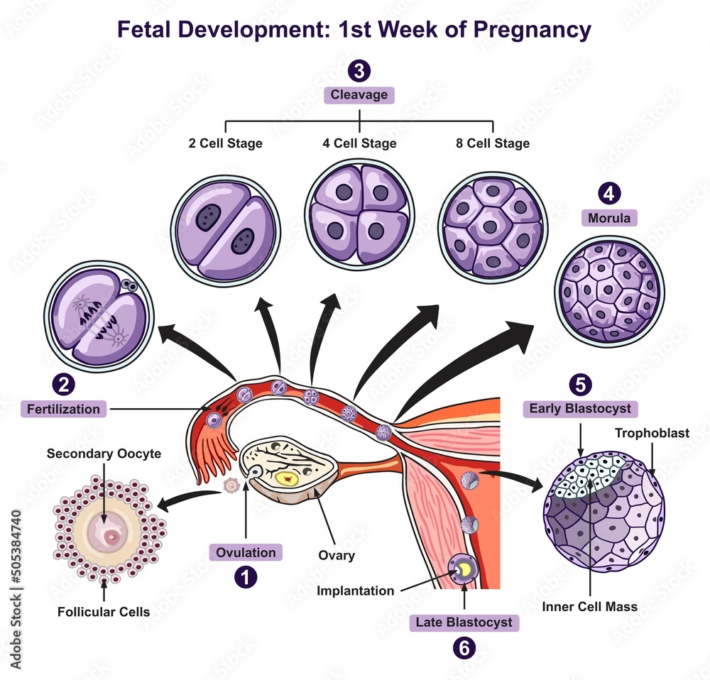 Vetor de Fetal development first week of pregnancy infographic diagram ... Vetor de Fetal development first week of pregnancy infographic diagram ...