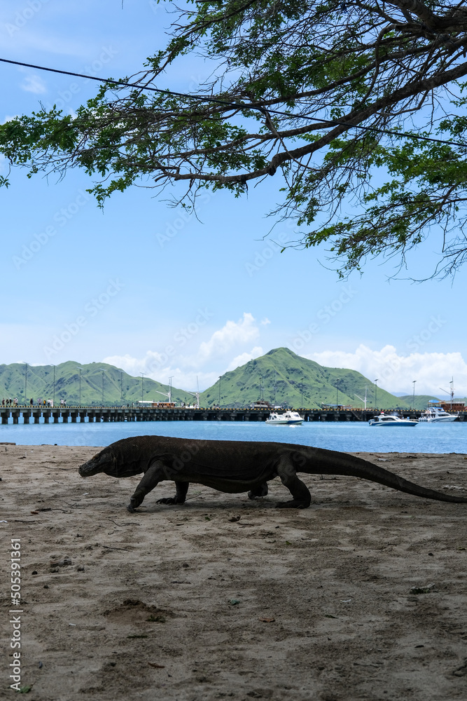 The Komodo dragon is an ancient animal that still lives in the Komodo ...