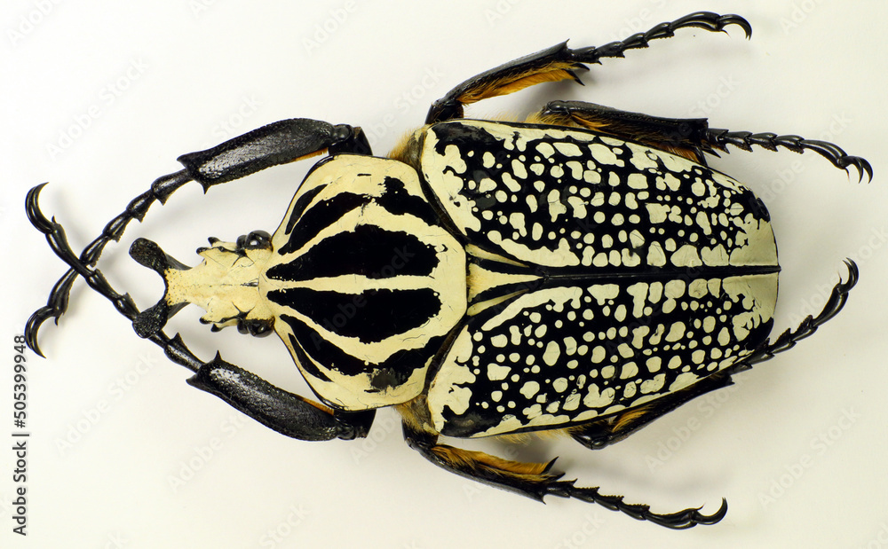 Giant african flower beetle Goliathus orientalis isolated. Collection ...