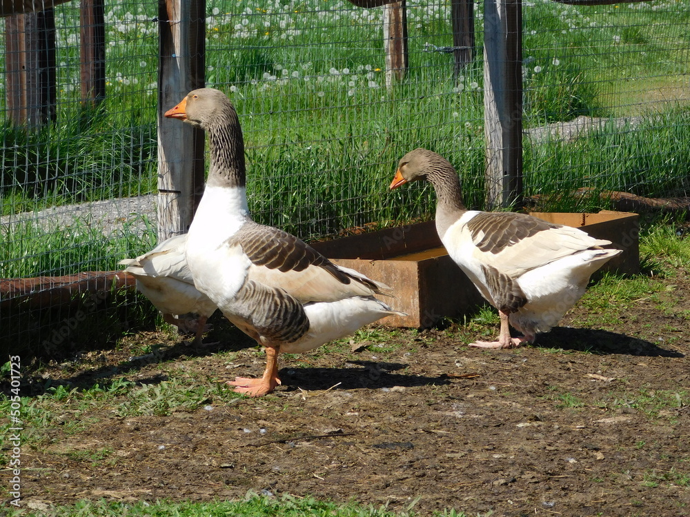 Anser anser greylag goose or graylag goose species of large goose in ...