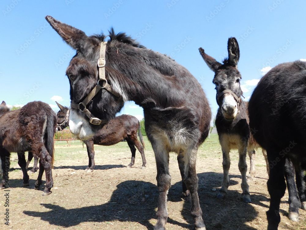 Asinus is a subgenus of Equus that encompasses several subspecies of ...