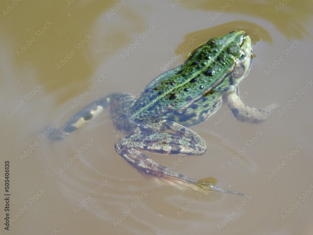 edible frog Pelophylax kl. esculentus rana European frog, also known as ...