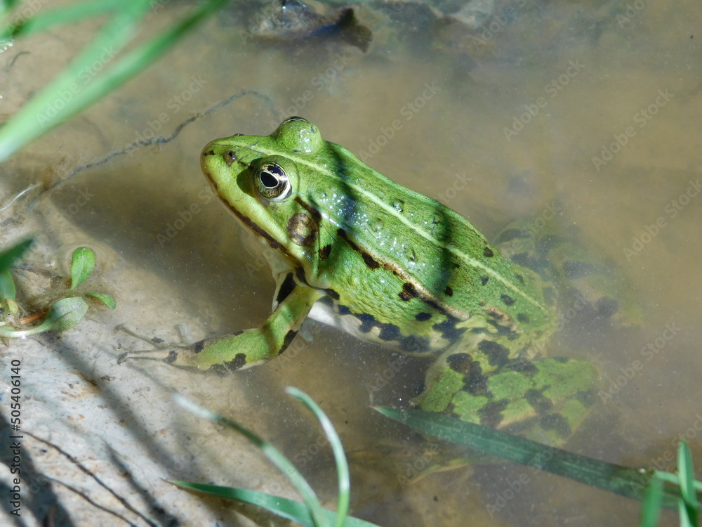 edible frog Pelophylax kl. esculentus rana European frog, also known as ...
