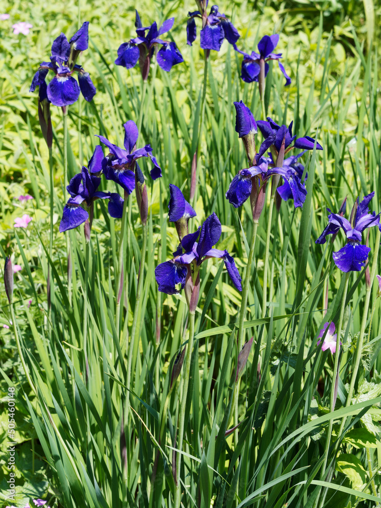 (Iris sibirica) Siberian iris or Siberian flag. Blue to violet-blue ...
