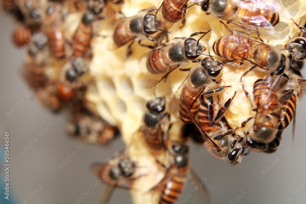 The India honey bee Queen cell (Apis cerana indica) and bee workers ...