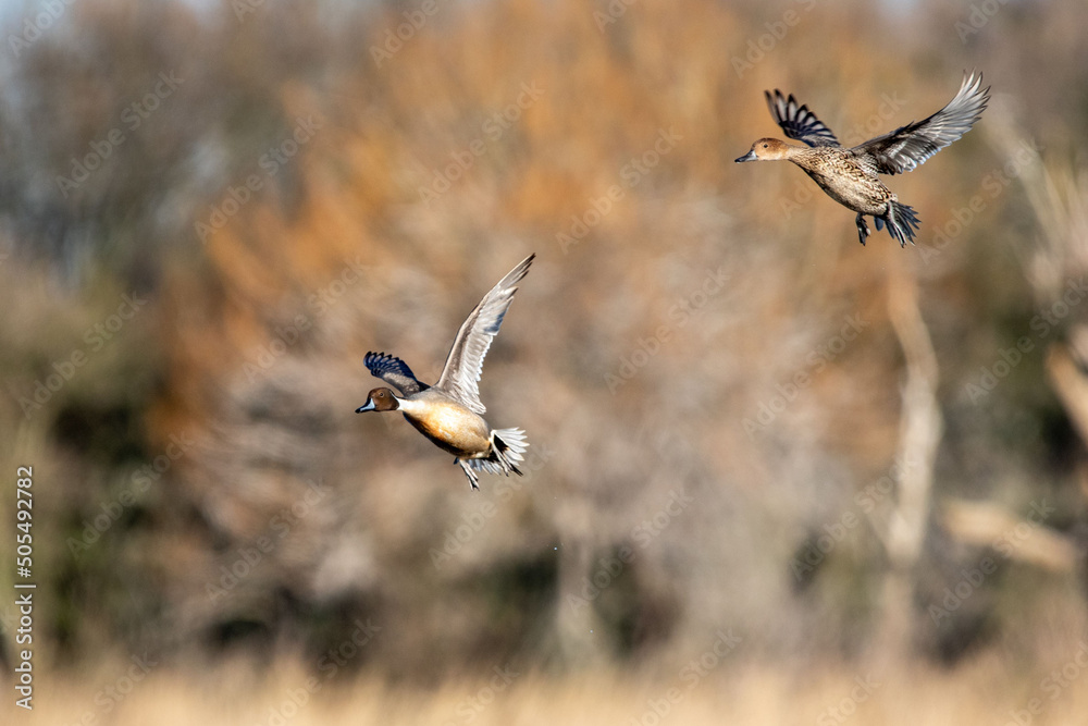 Northern pintail flying with opened wings to the flock Stock Photo ...