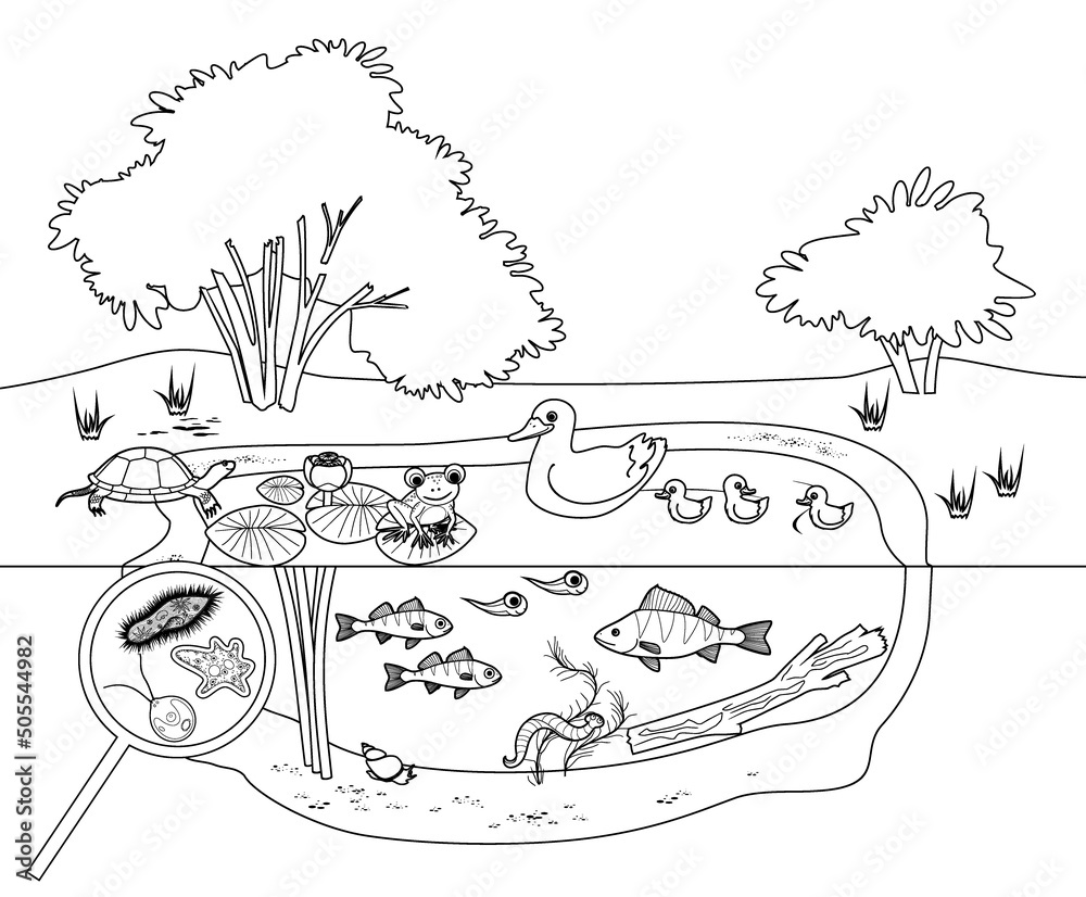 Coloring page with pond ecosystem with flowering water-lily plants ...