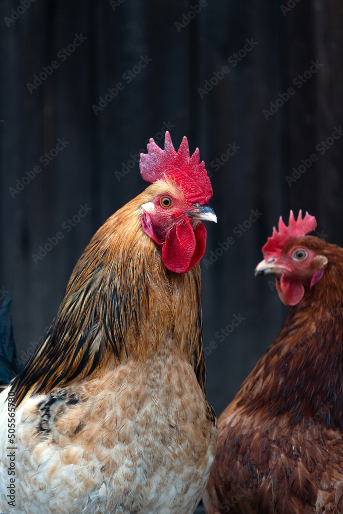 Happy hens in a rural henhouse. Hen and rooster. Hens in bio farm ...