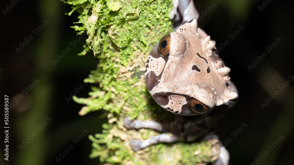 Spiny Headed Tree Frog from Costa Rica in close up on a branch. The ...
