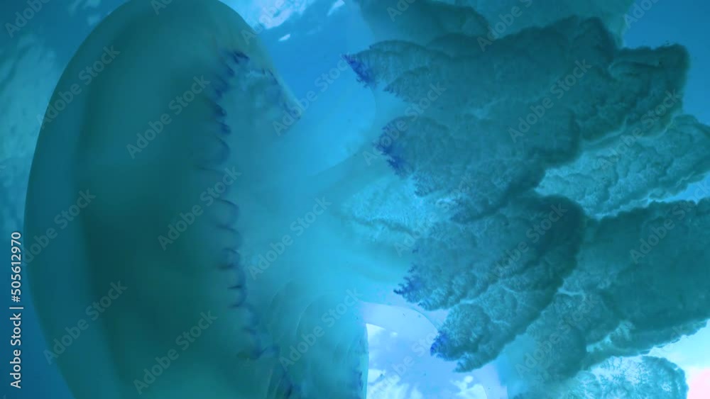 Floating in the thickness (Rhizostoma pulmo), commonly known as the ...