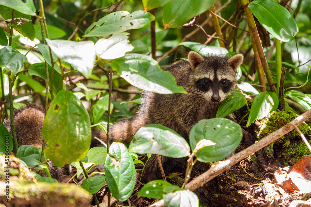 Cute wild raccoon in the jungle, surrounded by green leaves, looking ...