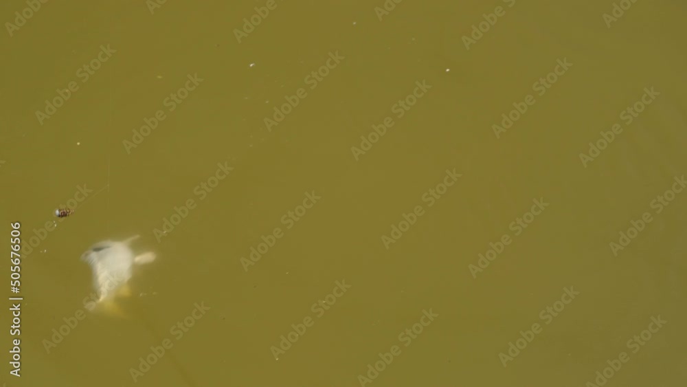 Catching fish. The fish is wriggling on the surface of the water. The ...