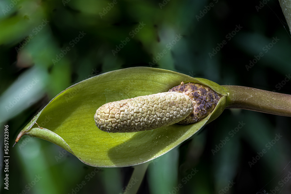 Flower of Aroid Palm (Zamioculcas zamiifolia) Stock Photo | Adobe Stock