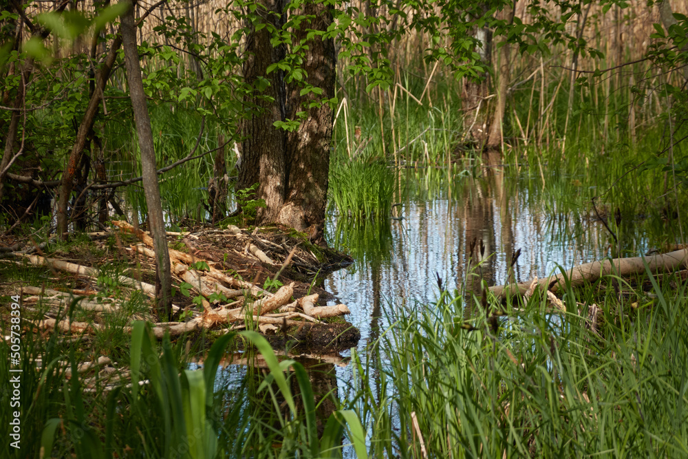 River in a forest park. Beaver dam. Tree logs, teeth marks. Concept ...