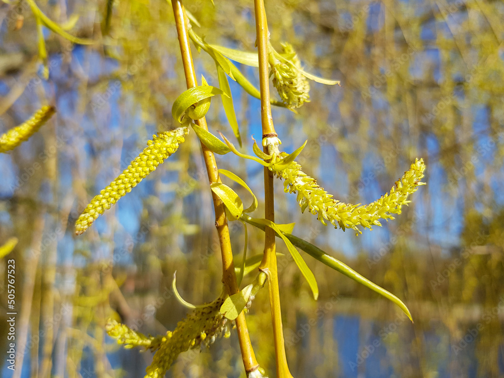 Blooming Weeping Willow (in german Echte Trauerweide) Paulownia ...