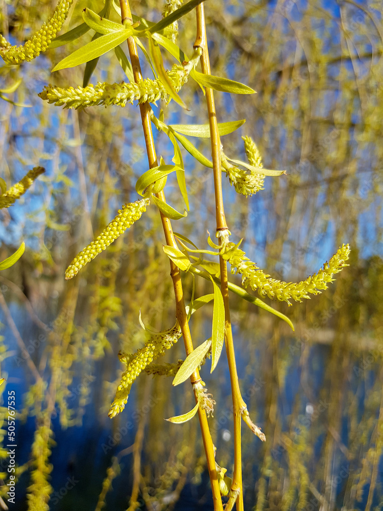 Blooming Weeping Willow (in german Echte Trauerweide) Paulownia ...