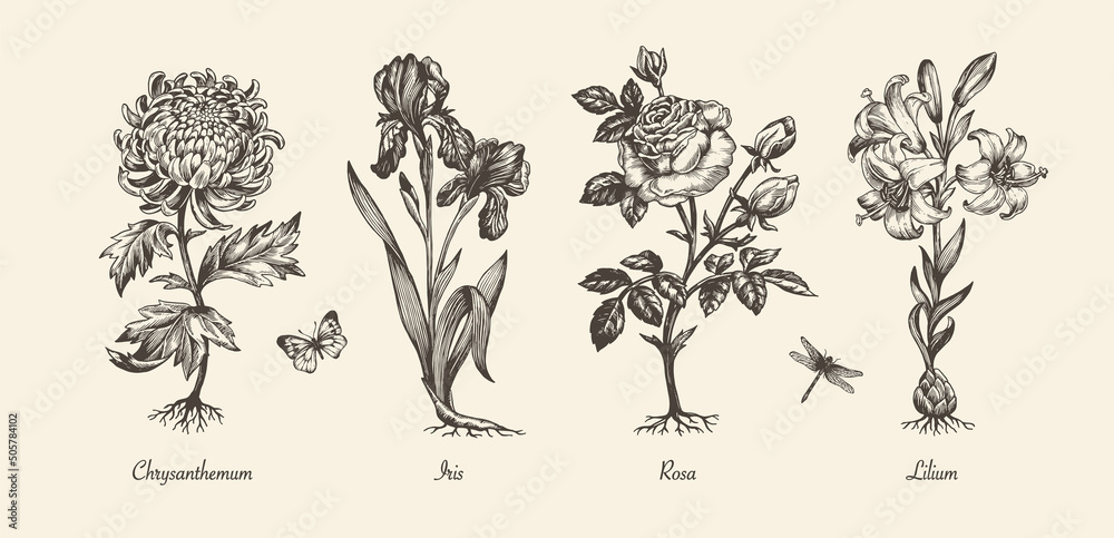 Botanical victorian illustration. Flower monochrome set. Engraved ...
