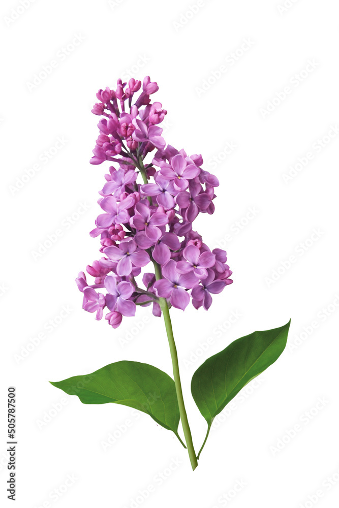 Branch of lilac flowers isolated on transparent background with ...