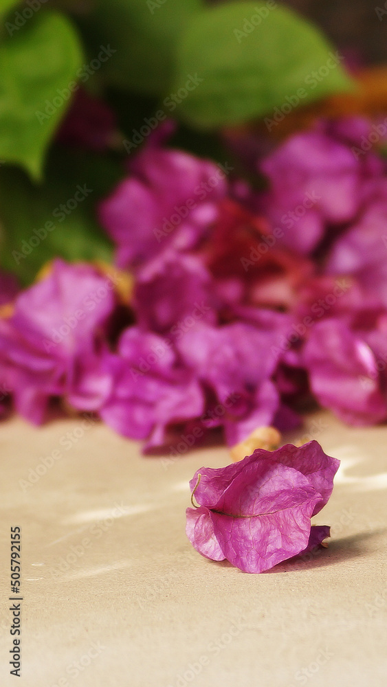 HOJA DE FLOR Stock Photo | Adobe Stock