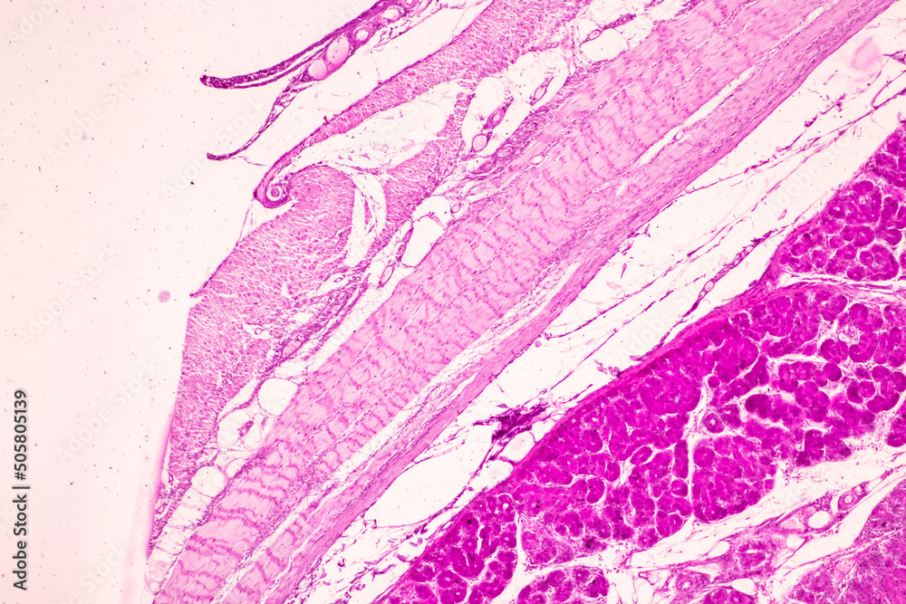 Tissue of Small intestine (Duodenum) and Vermiform appendix Human under ...