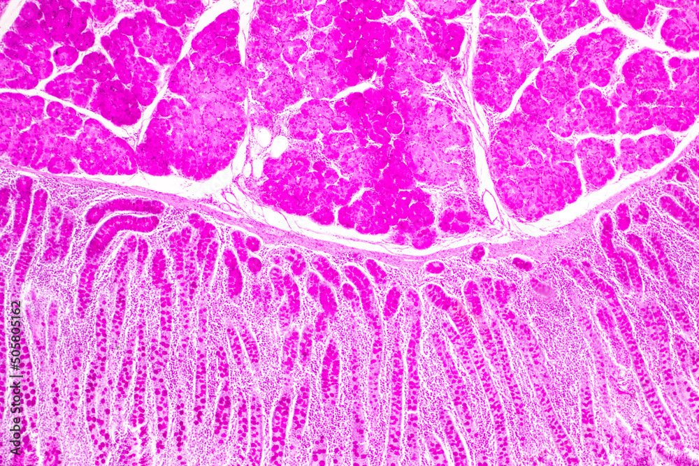 Tissue of Small intestine (Duodenum) and Vermiform appendix Human under ...