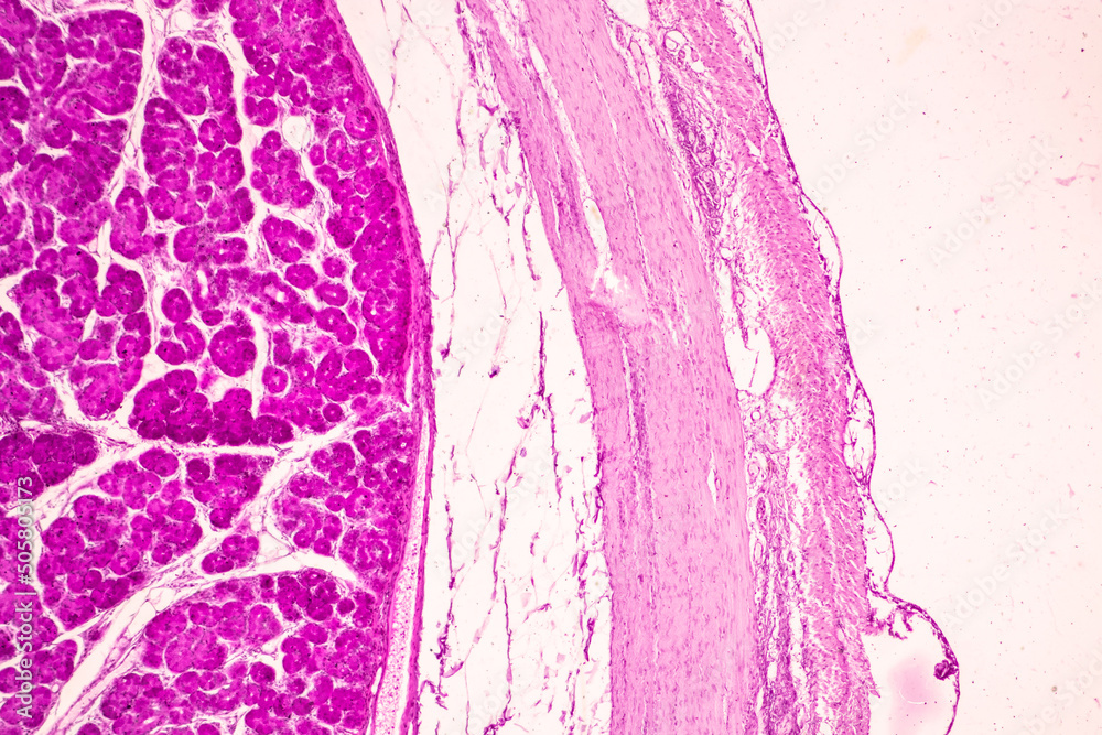 Tissue of Small intestine (Duodenum) and Vermiform appendix Human under ...
