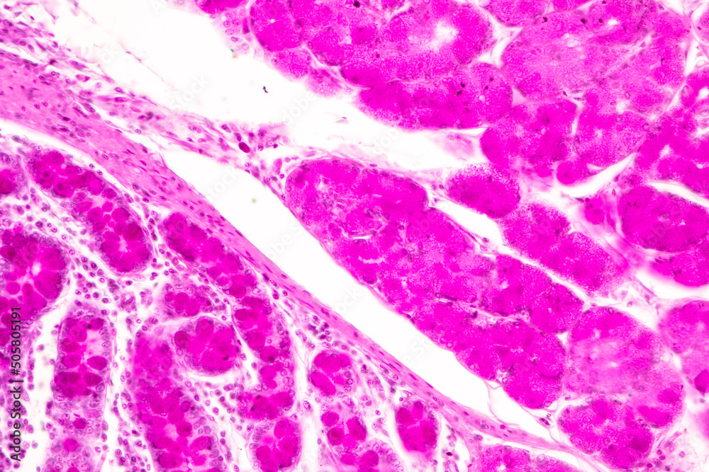 Tissue of Small intestine (Duodenum) and Vermiform appendix Human under ...