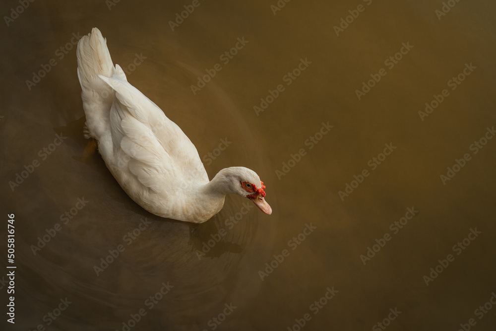 Muscovy duck with red facial skin or spots surrounding the eyes ...