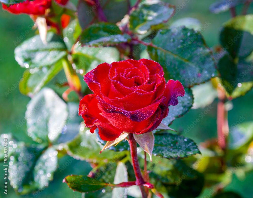 Garden rose floribunda varieties Romantic Ruffles with raindrops on the ...