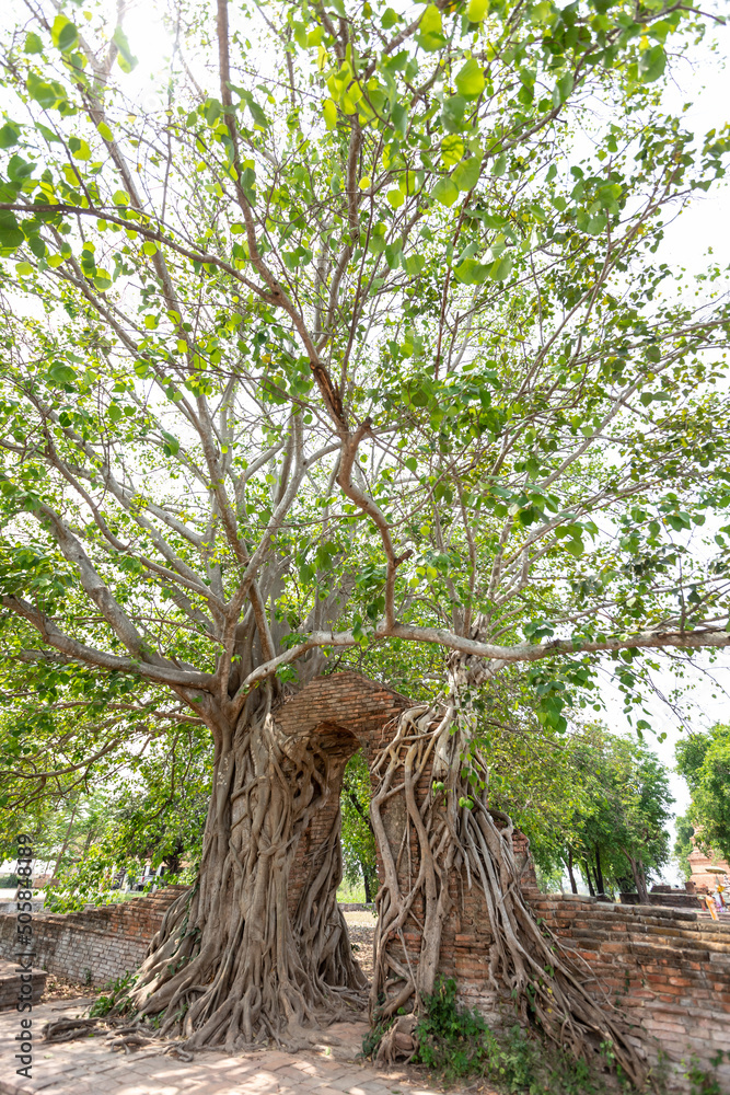 Ancient Gate Under Bodhi Tree Call Gate Of Time Of Wat Phra Ngam Ayutthaya Thailand Stock