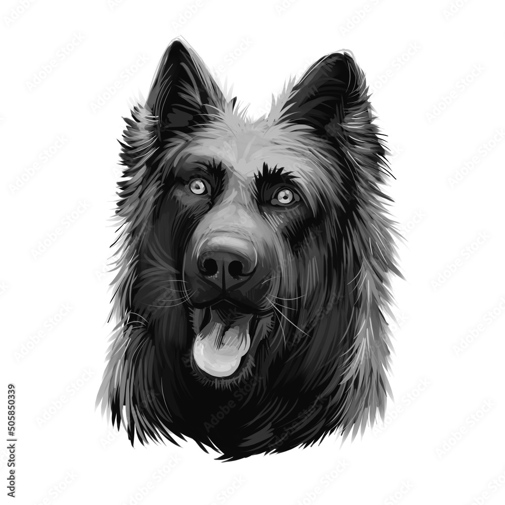 Dutch Shepherd, Hollandse Herder dog digital art illustration isolated ...