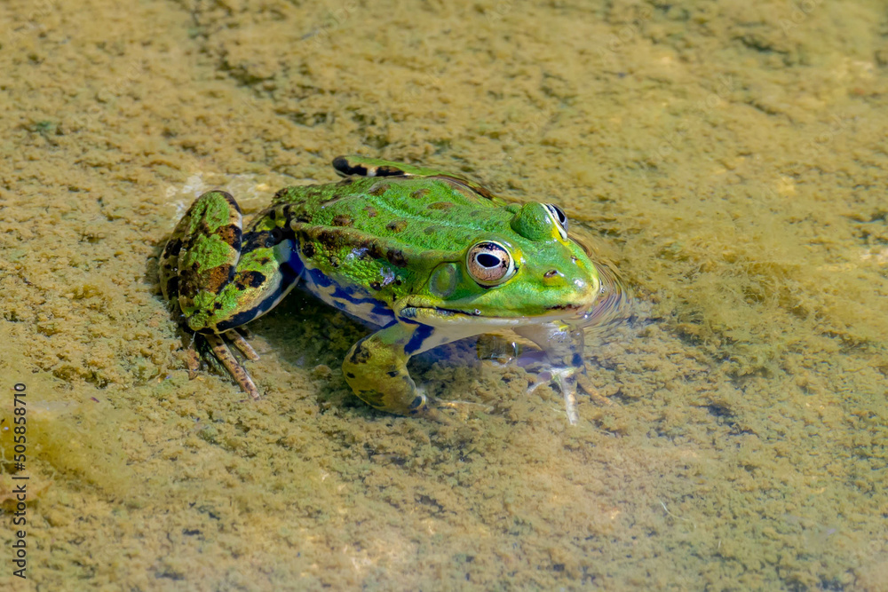 Selective focus of the green marsh frog in swamp, Pelophylax ridibundus ...