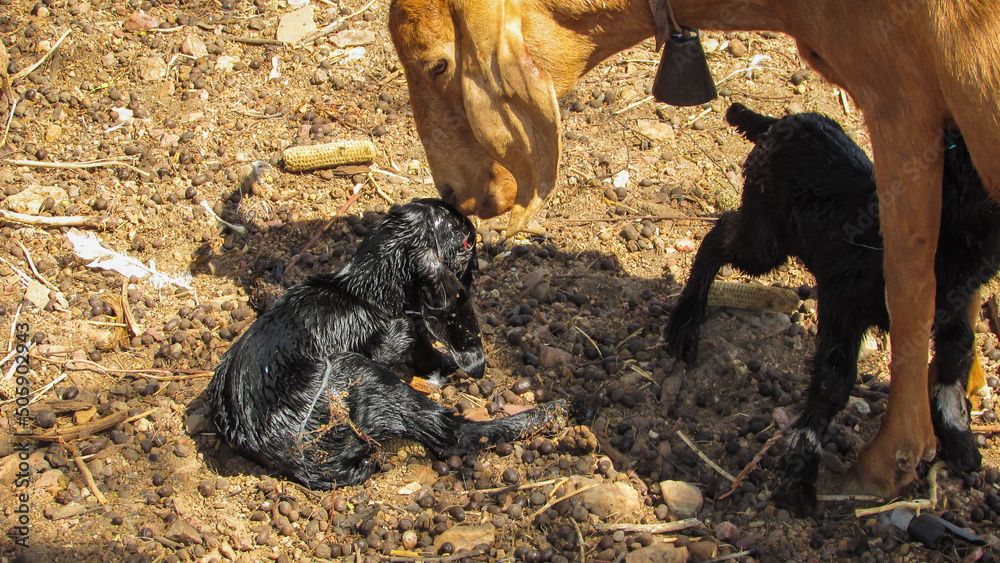 goat with its newborn puppy, licking to clean, waiting for the first ...