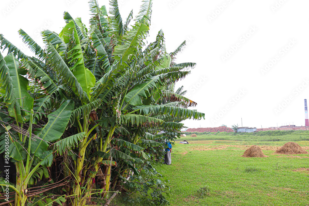 banana tree stock on farm Stock Photo | Adobe Stock
