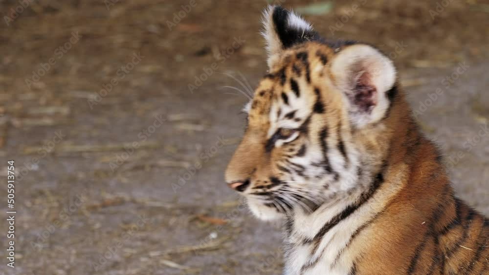 Vidéo Stock Little tiger cub sits on ground. Cute feline animal in zoo ...