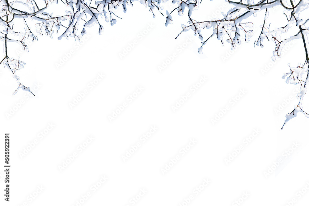 Winter frozen tree branch Photo frame s, Photoshop frame , pine icy ...
